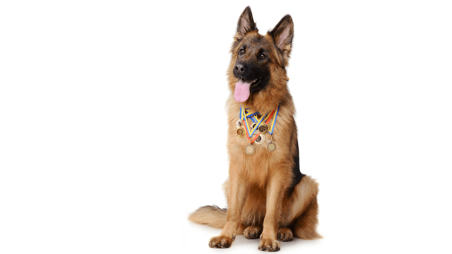 Home - The German Shepherd Dog Club of America