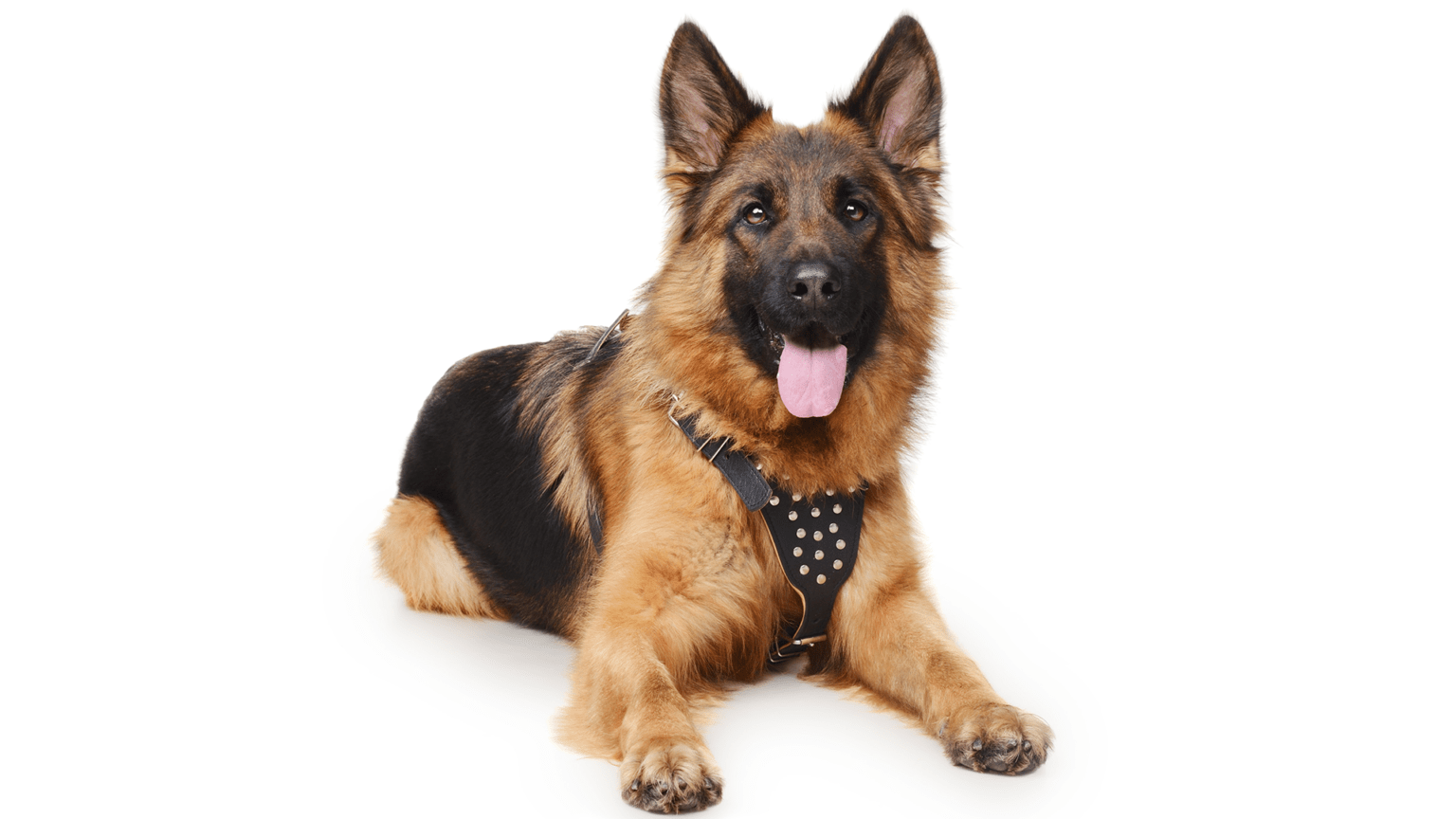 Home - The German Shepherd Dog Club of America