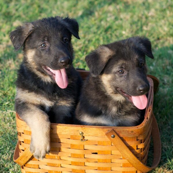 Regional Club Dues Archives - The German Shepherd Dog Club of America