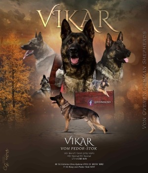 Breeder/Puppy Ads - The German Shepherd Dog Club of America