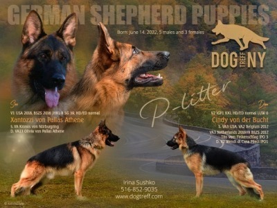 Breeder/Puppy Ads - The German Shepherd Dog Club of America
