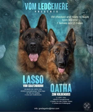 Breeder/Puppy Ads - The German Shepherd Dog Club of America