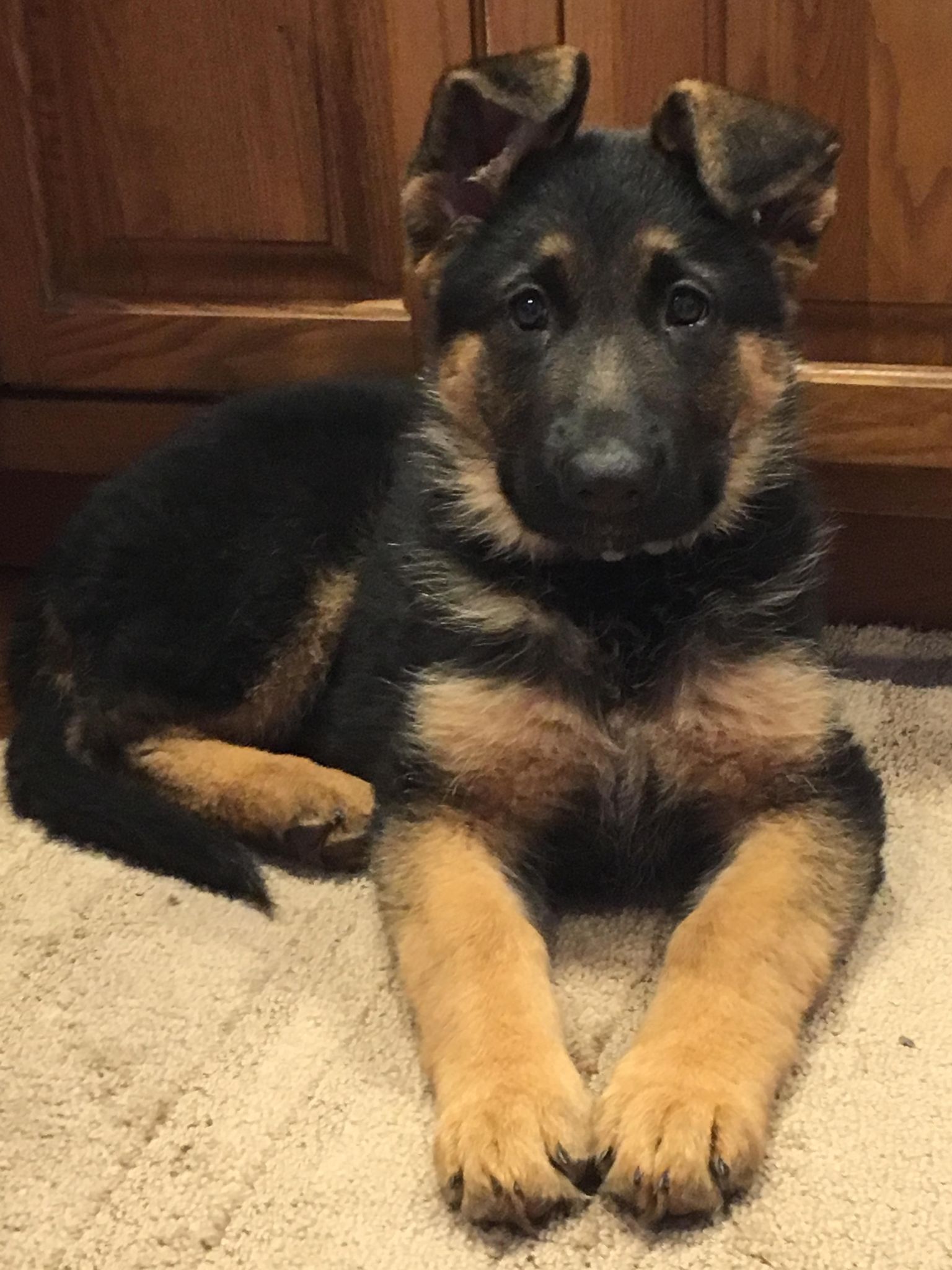 Breeder/Puppy Ads - The German Shepherd Dog Club of America