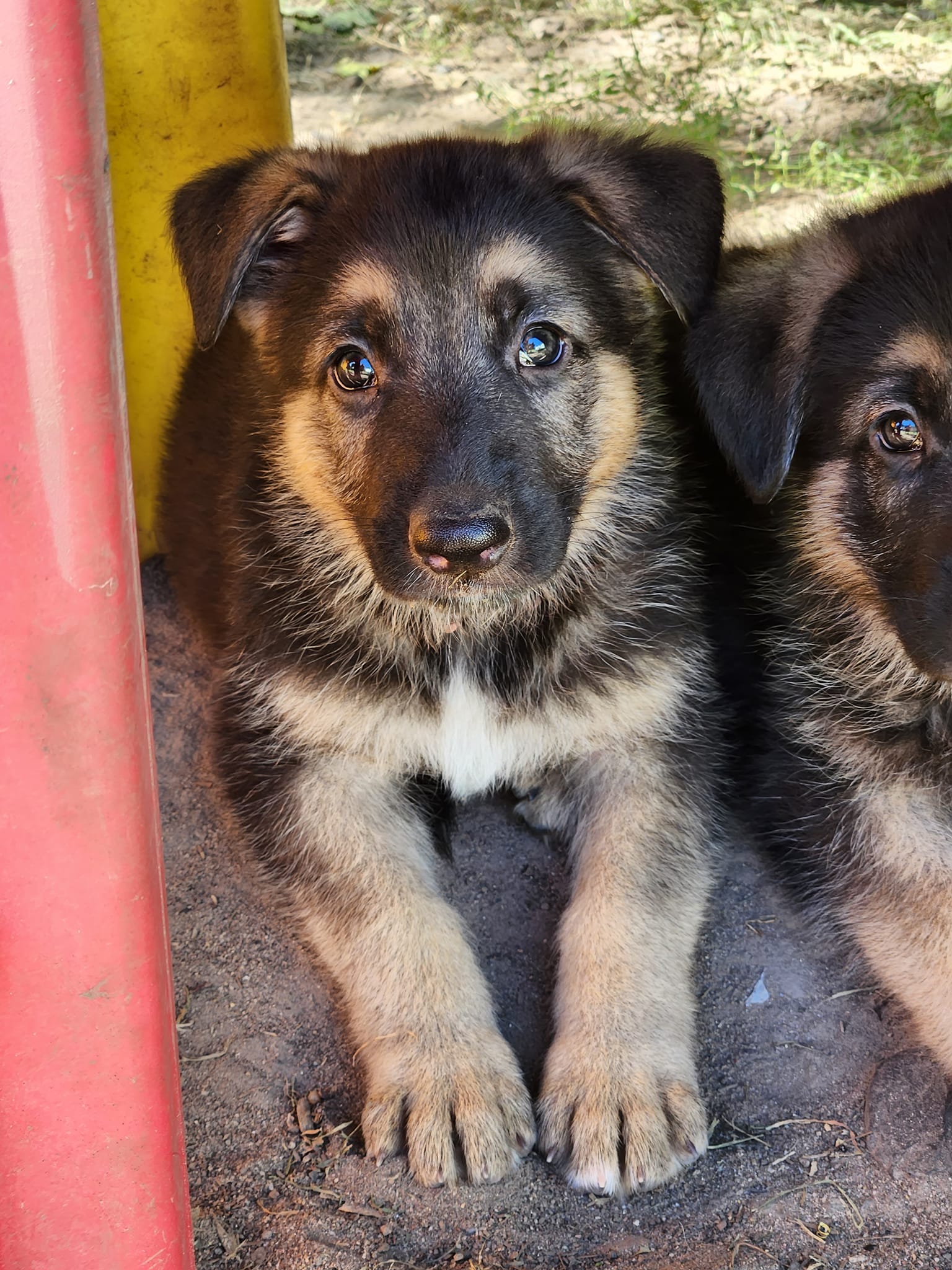 Breeder/Puppy Ads - The German Shepherd Dog Club of America