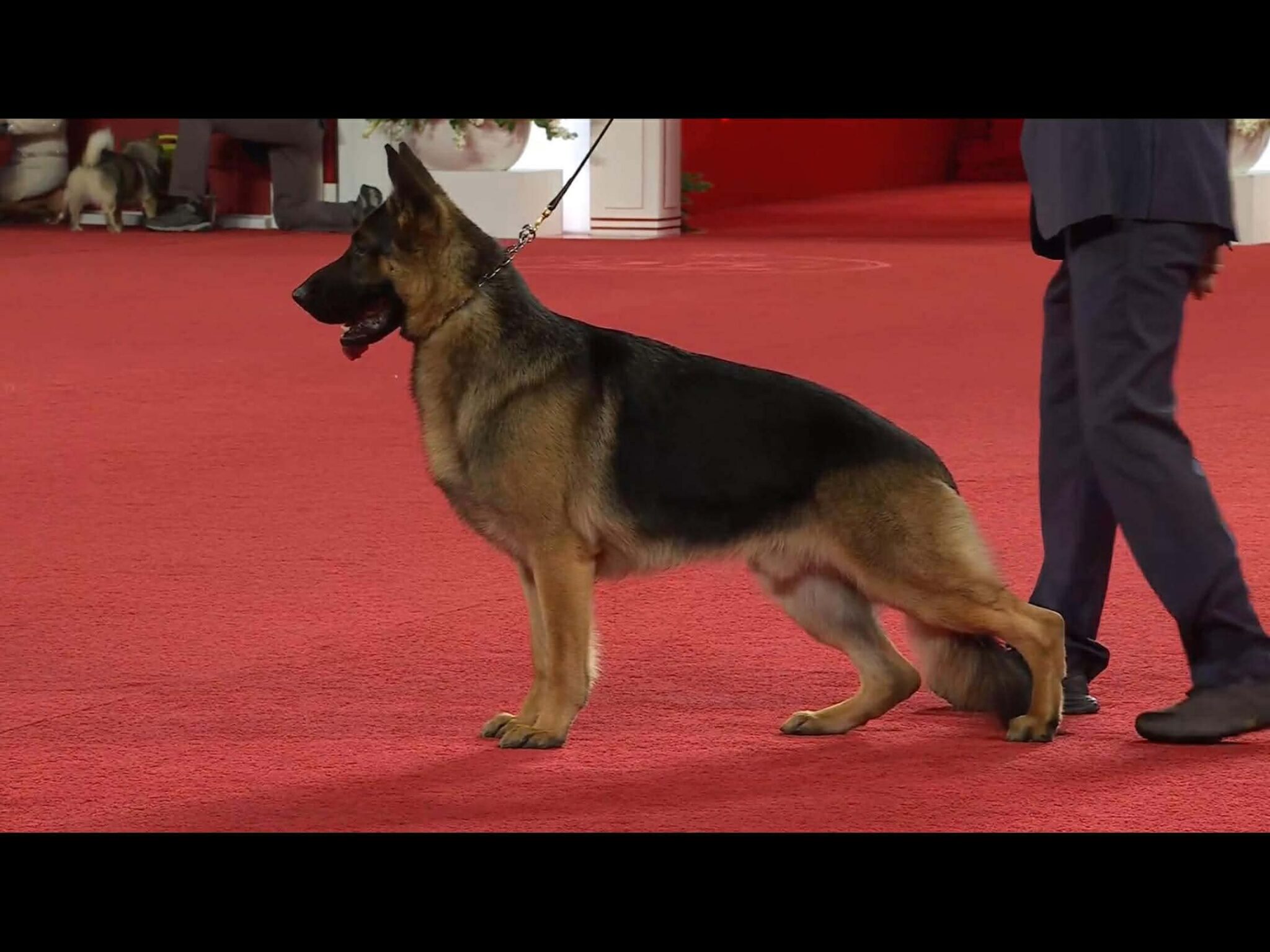 Breeder/Puppy Ads - The German Shepherd Dog Club of America