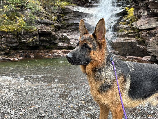 Breeder/Puppy Ads - The German Shepherd Dog Club of America